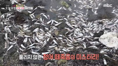 60톤 청어 떼죽음 원인은?, MBC 221006 방송 | 네이트 TV