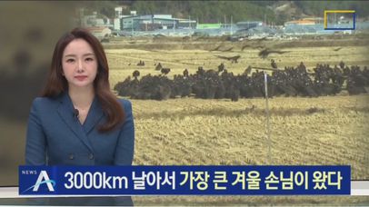 3000km 날아서 온 손님…겨울나기 나선 독수리 떼 | 네이트 TV