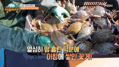 생생한 꽃게 조업 현장! MBN 241023 방송 | 네이트 TV