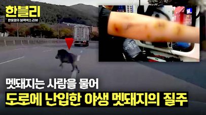 도로 위 난데없이 출몰한 멧돼지💥 사람 팔을 물기까지..? | JTBC 241119 방송 | 네이트 TV