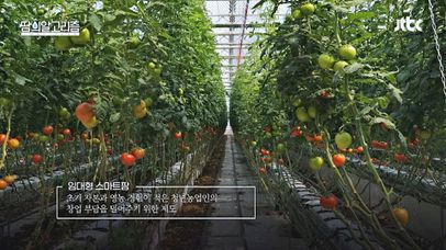 청년 농업인들의 첫 시작을 도와주는 '임대형 스마트팜'🏃 | JTBC 250621 방송 | 네이트 TV