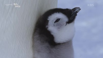 크릴과 펭귄 | KBS 201015 방송 | 네이트 TV