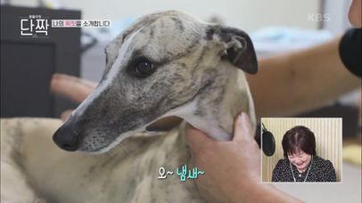 완벽하게 휘핏 6총사를 위한 집! | KBS 221015 방송 | 네이트 TV