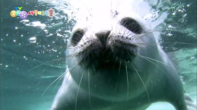 [세상의 모든 똥] 눈밭에서 뒹굴 뒹굴~ 눈사람이 된 하프물범 | KBS 221019 방송 | 네이트 TV