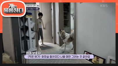 ＂물 때도 있어요＂ 작은형 보호자가 화장실 들어갔다 나올 때만 으르렁대는 심바..? | KBS 230717 방송 | 네이트 TV