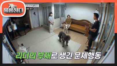 리더의 부재로 생긴 문제행동! 소파 위의 곰이에게 보디 블로킹하는 누나 보호자 | KBS 230814 방송 | 네이트 TV