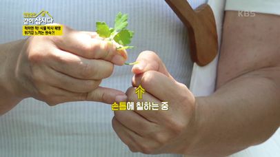 모르는 게 없는 시골 출신(?) 김혜영?! 매니큐어 대신 애기똥풀로~💅 | KBS 240815 방송 | 네이트 TV