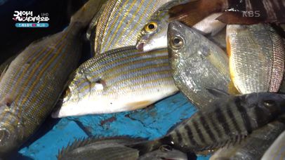 ＂물고기를 가둬 잡는 거죠＂ 드넓은 지중해에서 물고기를 잡는 방법 | KBS 250218 방송 | 네이트 TV