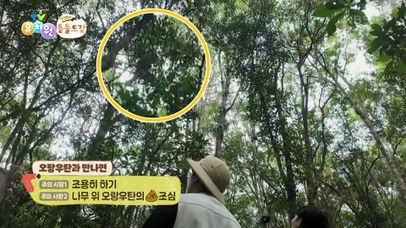 [에그박사의 동물도감] 세계에서 오랑우탄이 가장 많이 사는 곳! 오랑우탄 숲으로 가자! | KBS 250806 방송 | 네이트 TV