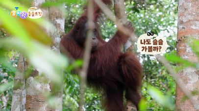 [에그박사의 동물도감] 오랑우탄에게 항상 같은 시간에 먹이를 주는 국립공원 | KBS 250806 방송 | 네이트 TV