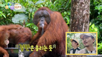 [에그박사의 동물도감] 오랑우탄을 부르는 바나나맨! 우르르 몰려오는 오랑우탄들! | KBS 250806 방송 | 네이트 TV